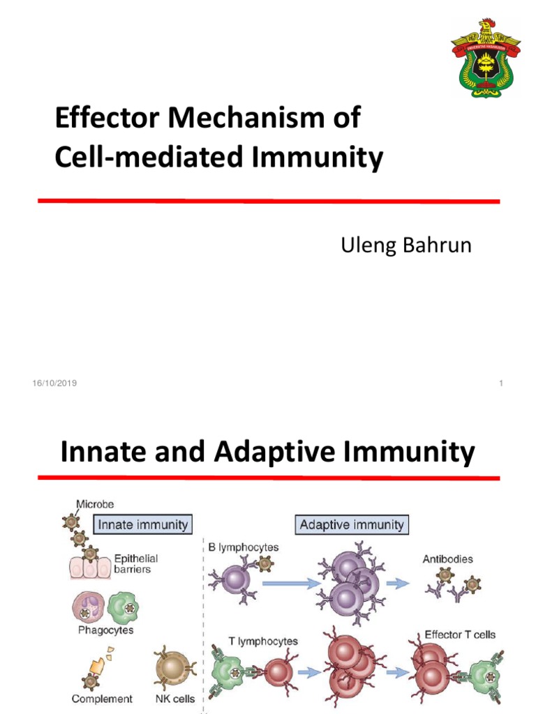 Effector Mechanism of Cell-Mediated Immunity: Uleng Bahrun | PDF ...