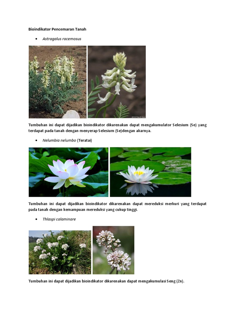 Bioindikator Tanah | PDF