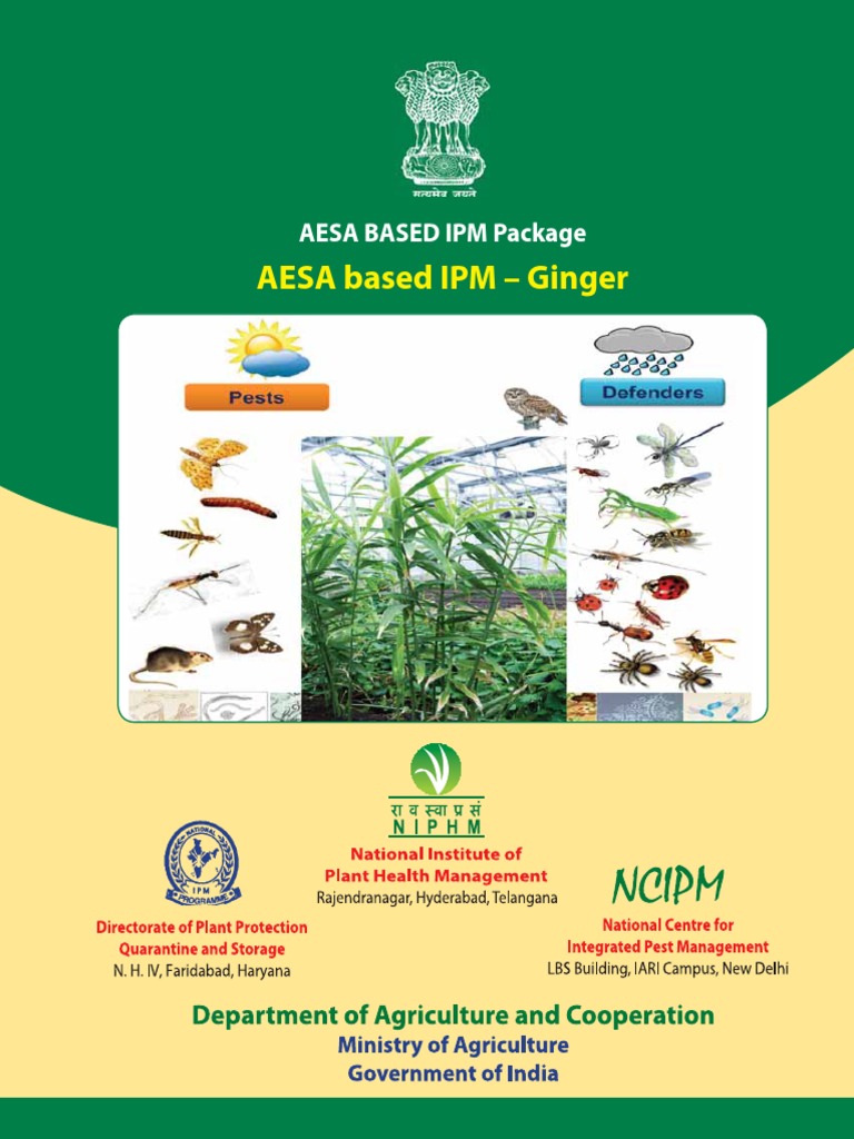 Ginger by Ncipm | PDF | Pesticide | Agriculture