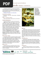 Nematode Species and Common Names List | PDF | Parasites | Plants