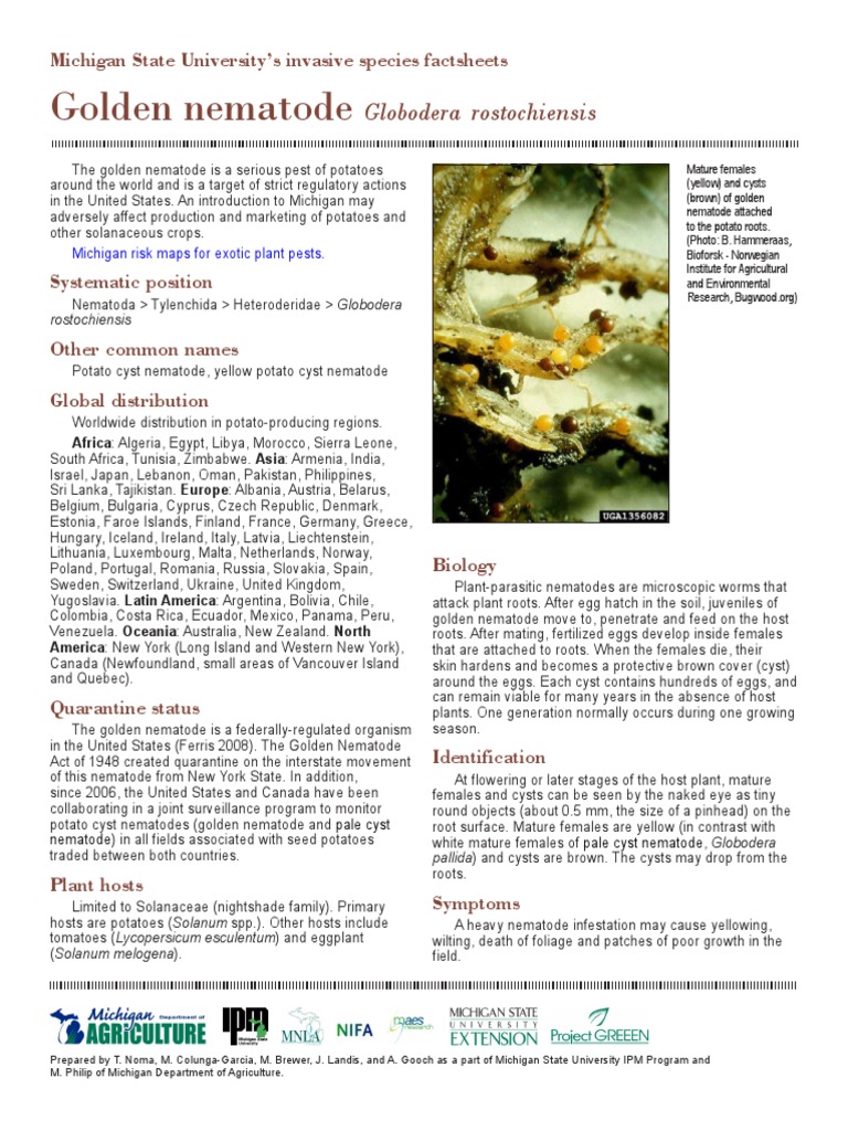 Golden Nematode: Globodera Rostochiensis | PDF | Nematode | Potato