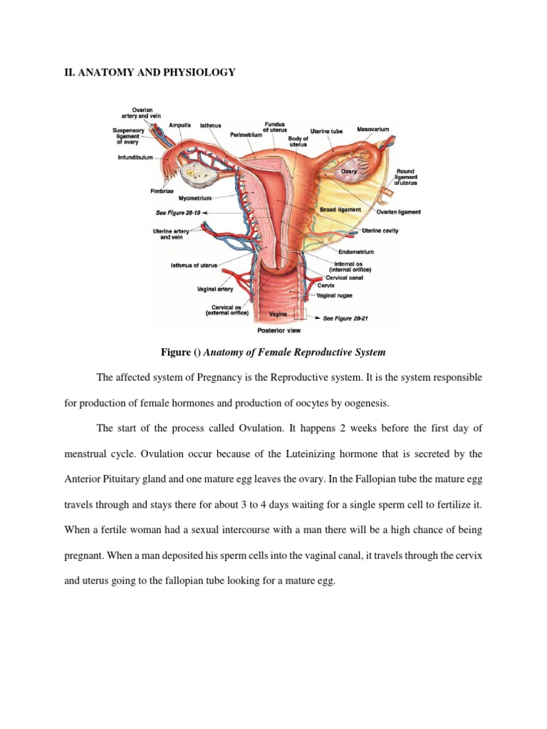 Ii. Anatomy and Physiology | PDF | Uterus | Pregnancy
