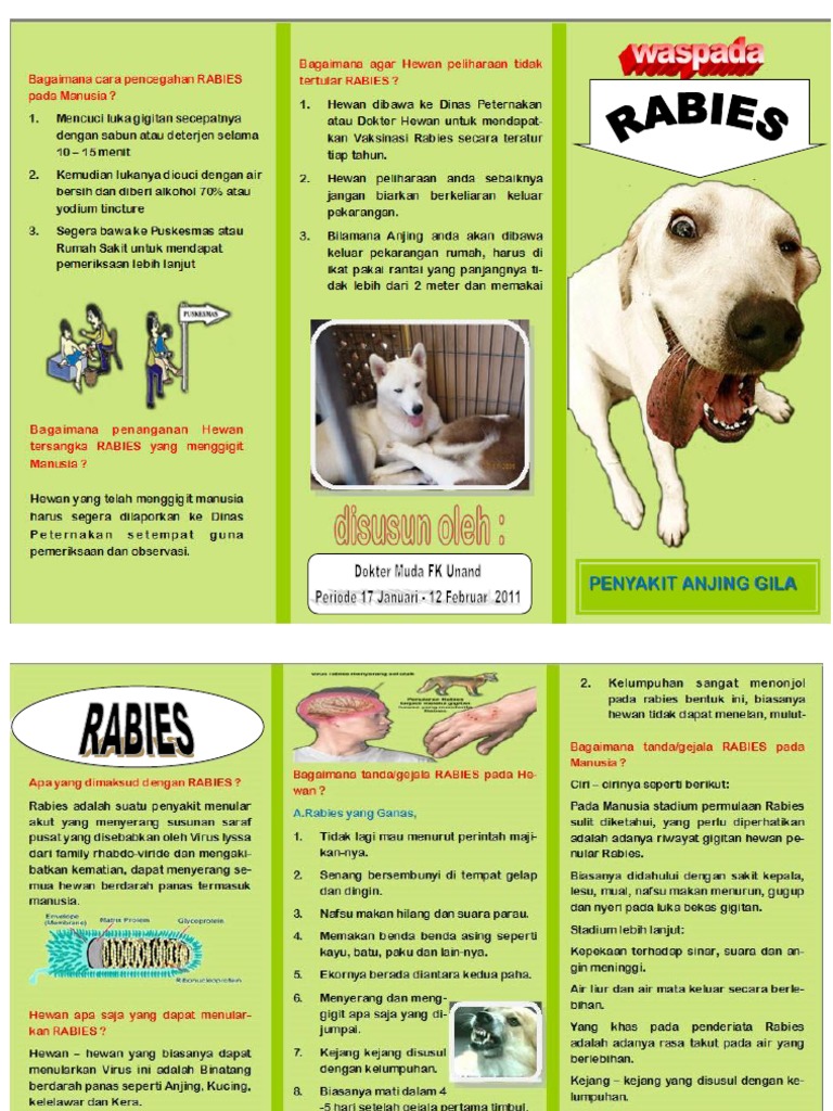 Leaflet Rabies | PDF