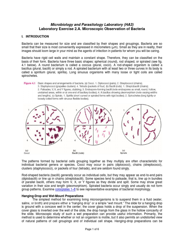 Laboratory Exercise No. 2A. Microscopic Observation of Bacteria - Sep ...