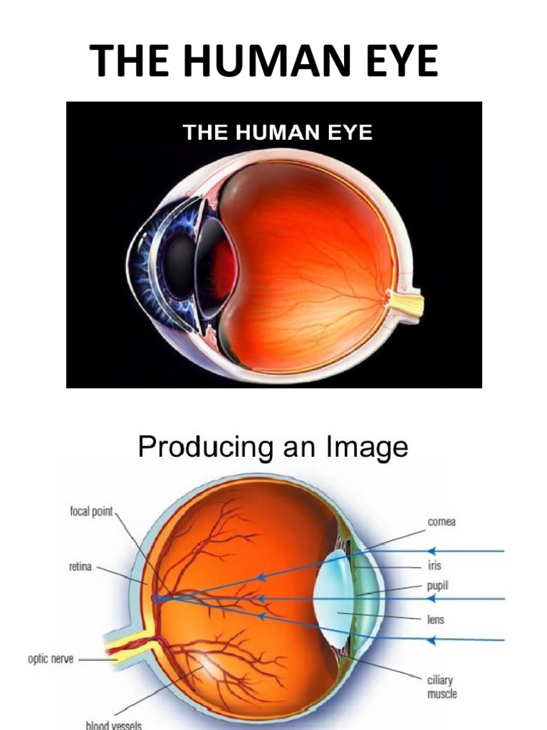 The Human Eye | PDF | Eye | Human Eye