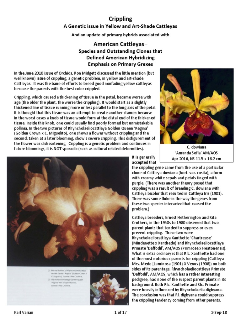 Yellow Cattleyas | PDF | Hybrid (Biology) | Flowers
