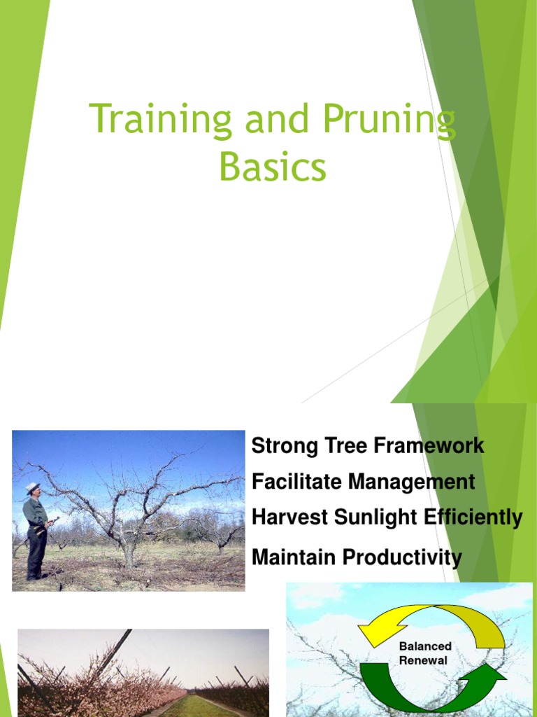 Basic Training - Pruning | Download Free PDF | Pruning | Auxin
