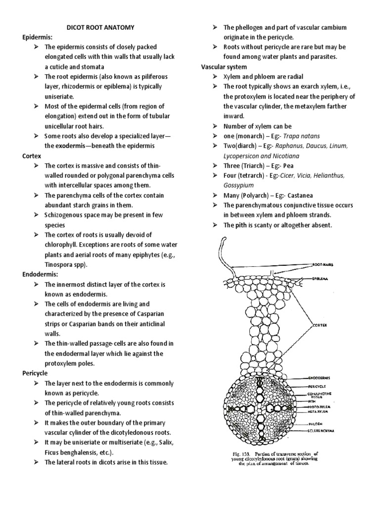 Dicot Root Anatomy | PDF | Root | Tissue (Biology)