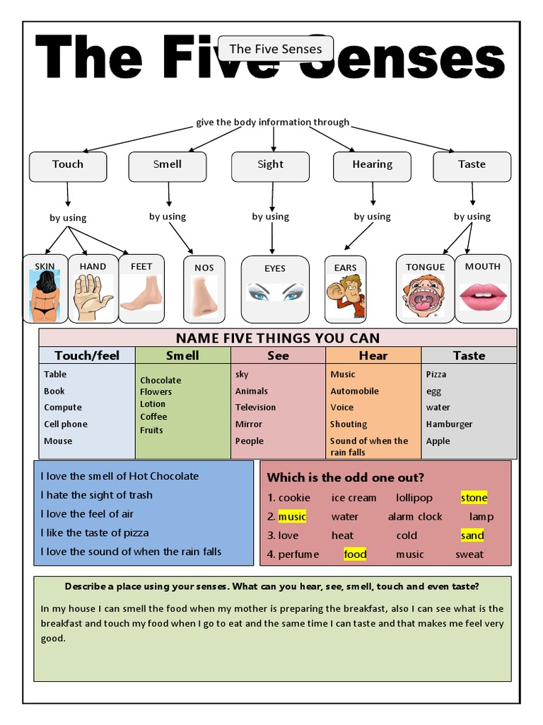 The Five Senses Worksheet 1 | PDF