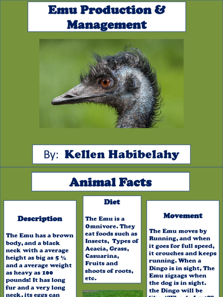 Emu | PDF | Birds | Paravians