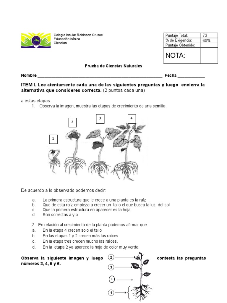 Partes de Una Planta Abril Ok | PDF | Plantas | Fotosíntesis