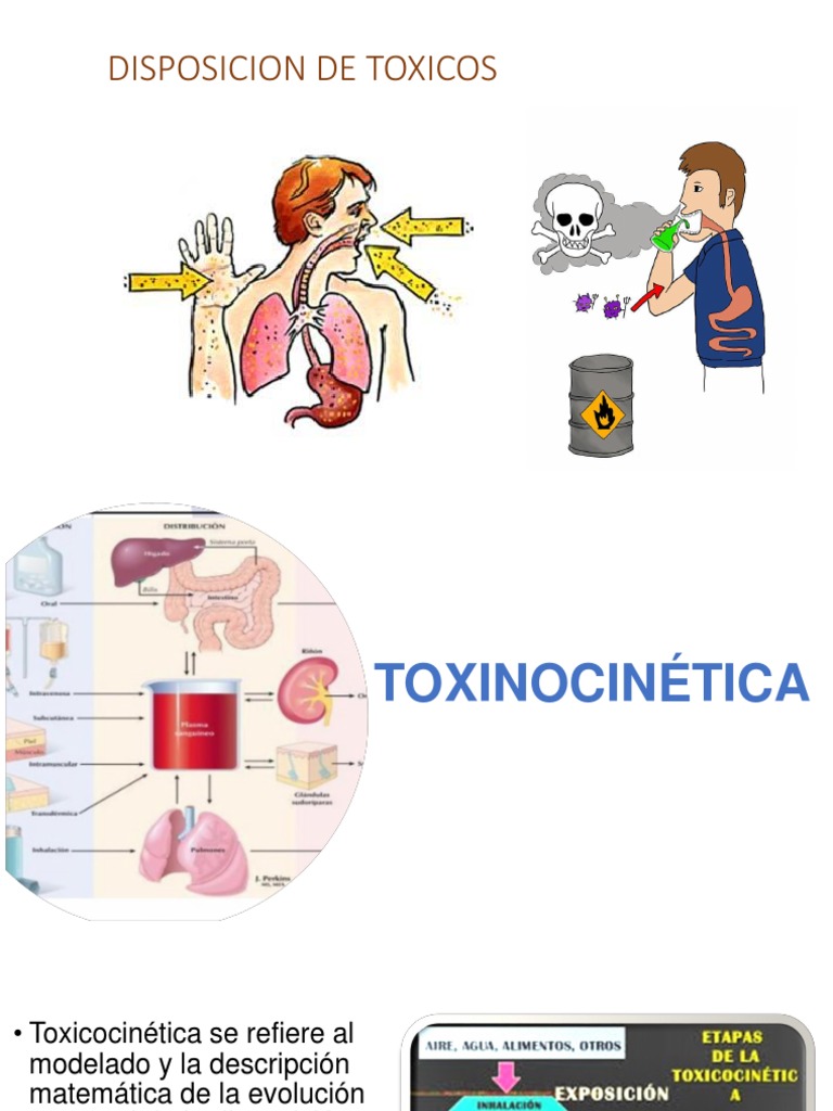 Disposicion De Toxicos | Biotransformación | Toxicidad