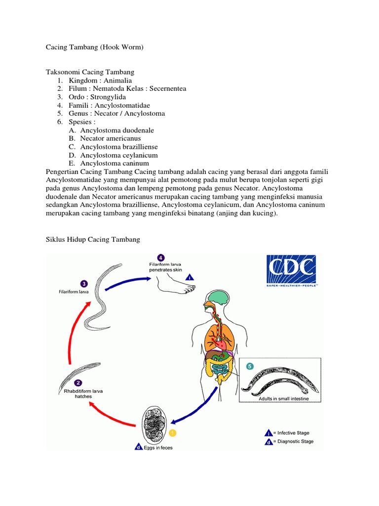 Cacing Tambang | PDF
