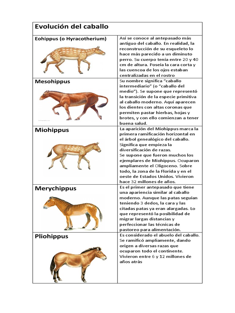 Evolución Del Caballo | Caballos | Équidos