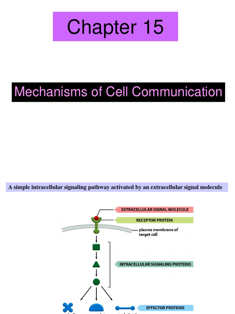 Mechanisms of Cell Communication | PDF | Signal Transduction | Cell ...