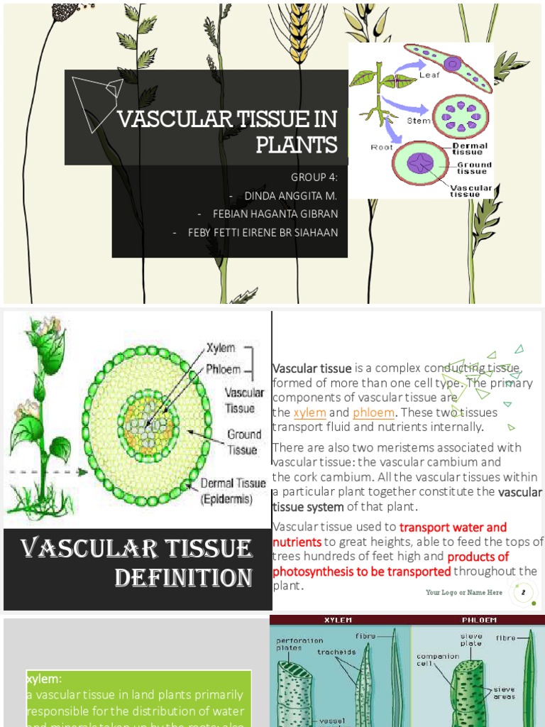 Vascular Tissue in Plants | PDF | Tissue (Biology) | Morphology (Biology)
