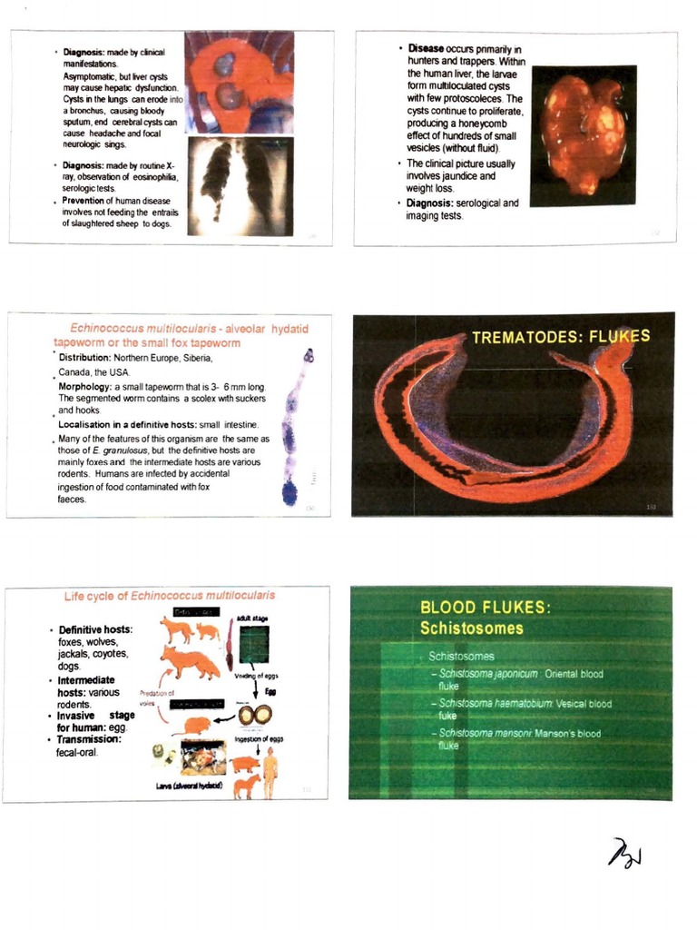 Trematodes Flukes | PDF | Parasites | Animals And Humans