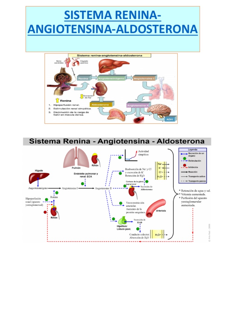 Sistema Renina Angiotensina Aldosterona Pdf