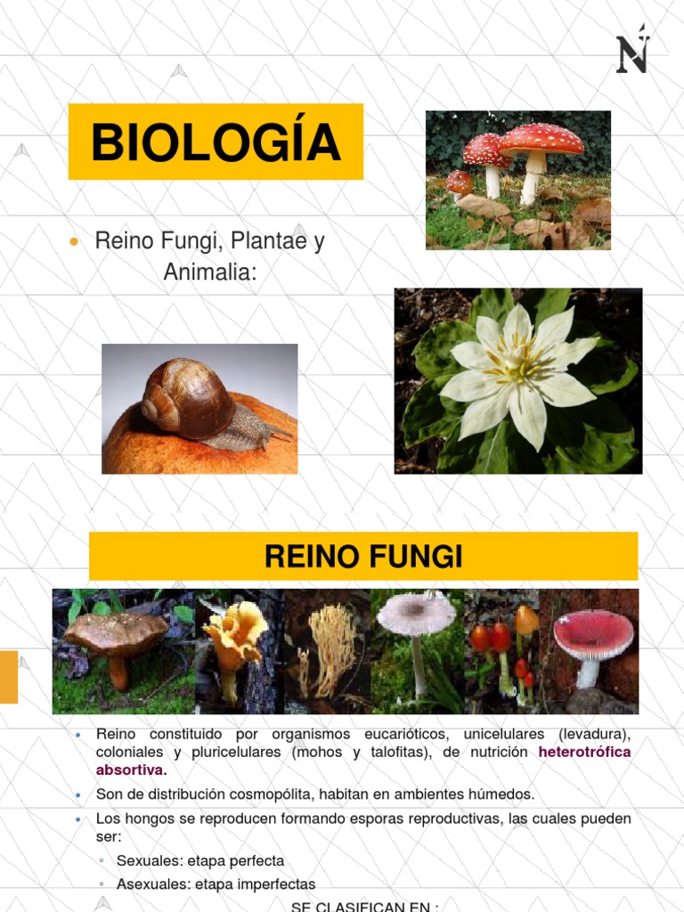 Fungi Plantae y Animalia | PDF | Hongo | Plantas