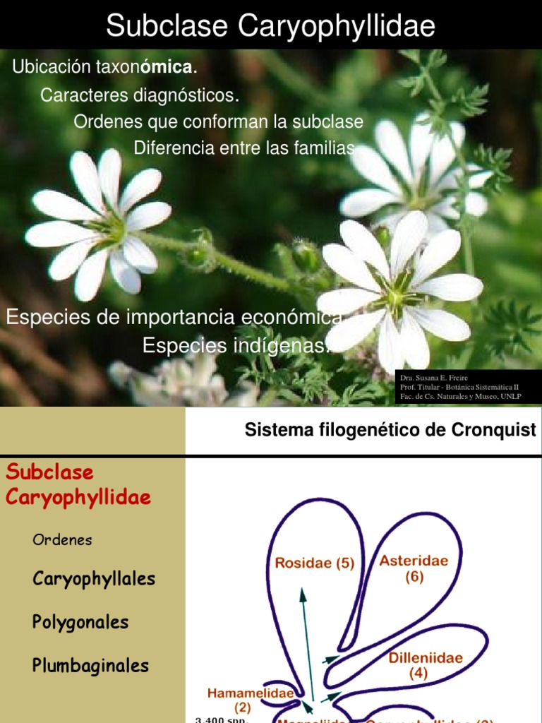 Taxonomía de Caryophyllidae y Caryophyllales | PDF | Flores | Ramas de ...