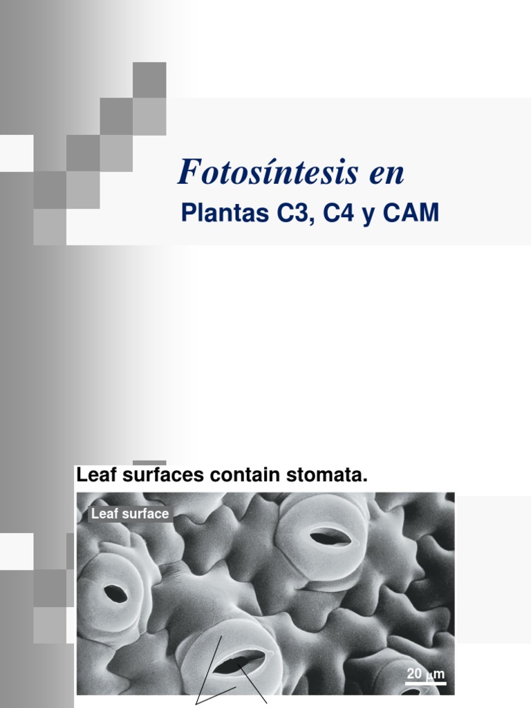 Fotosíntesis En: Plantas C3, C4 y CAM | PDF | Fotosíntesis | Plantas