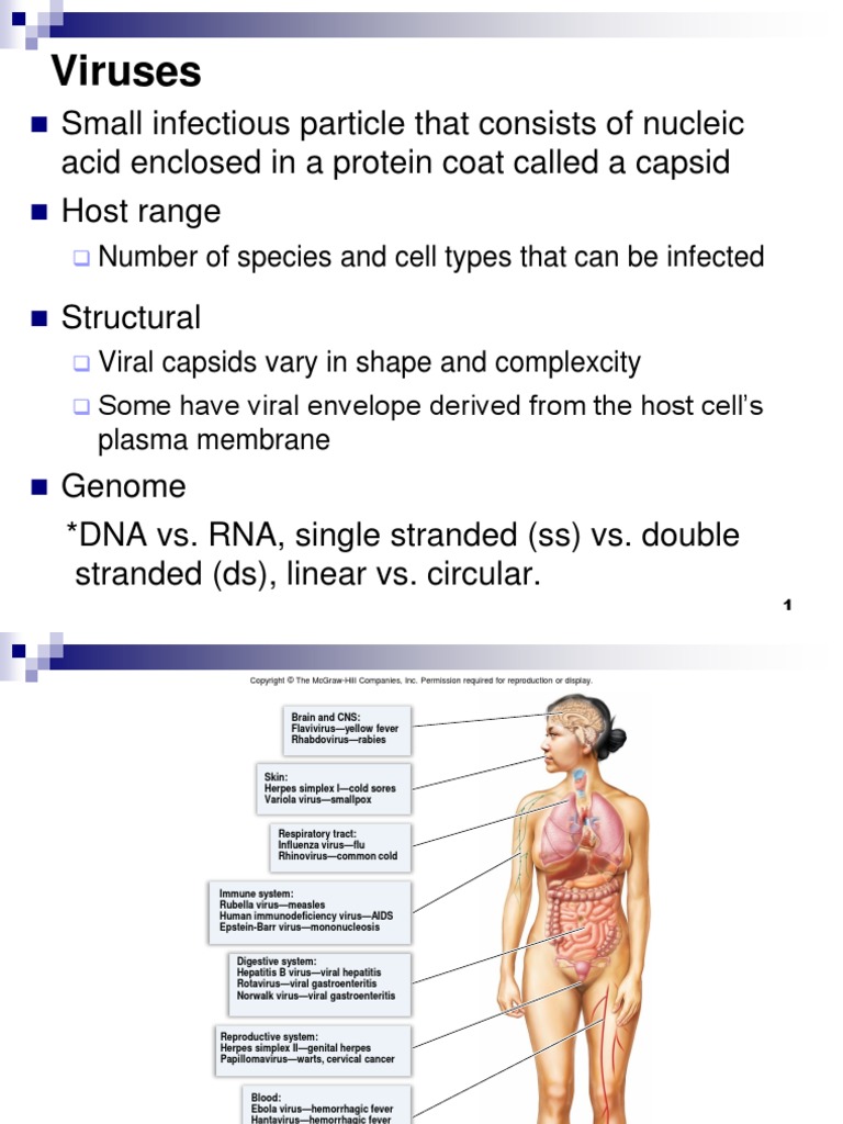Viruses: Small Infectious Particle That Consists of Nucleic Acid ...