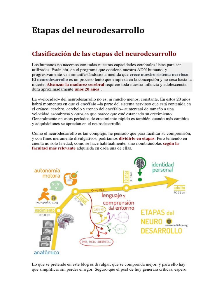 Etapas Del Neurodesarrollo | PDF | Cerebro | Adolescencia