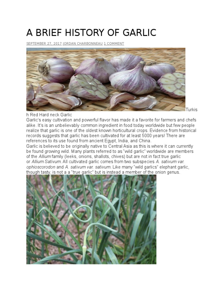 History and Origins of Garlic | PDF | Garlic | Onion