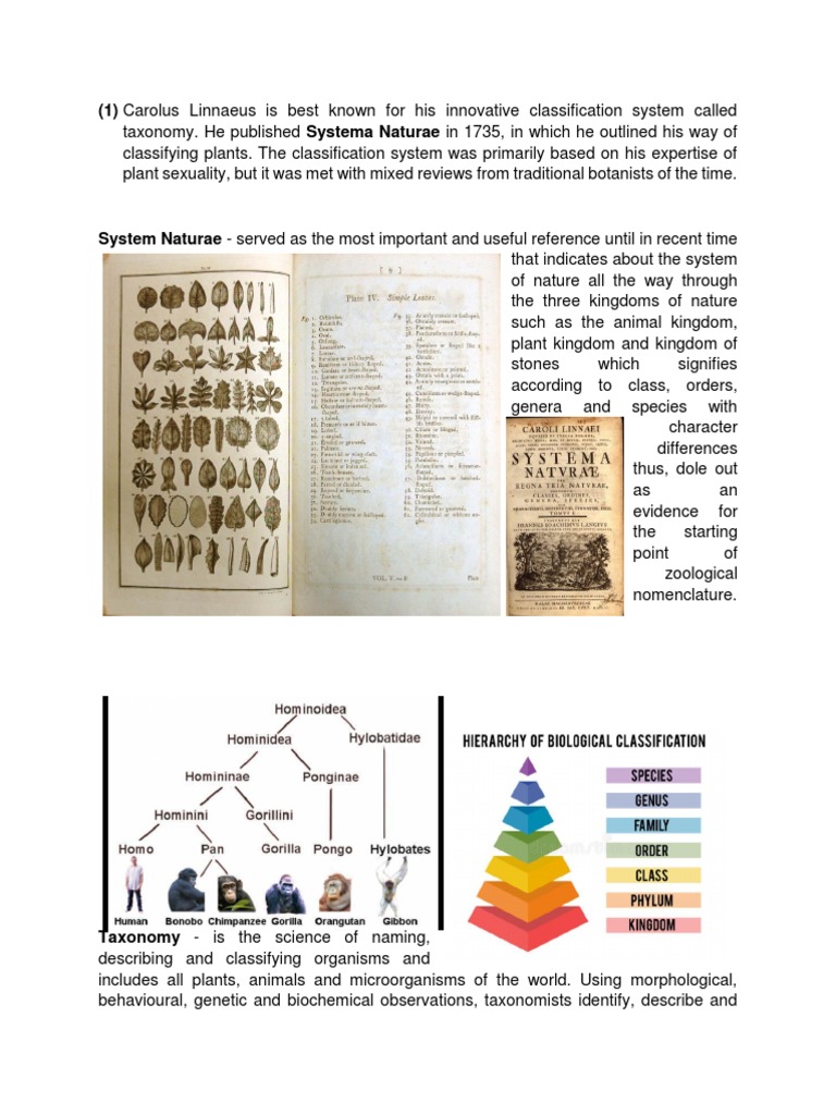Linnaeus Classification System For Kids