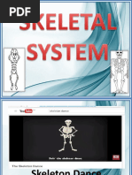 Skeletal System Grade 4 | PDF | Skeleton | Bone