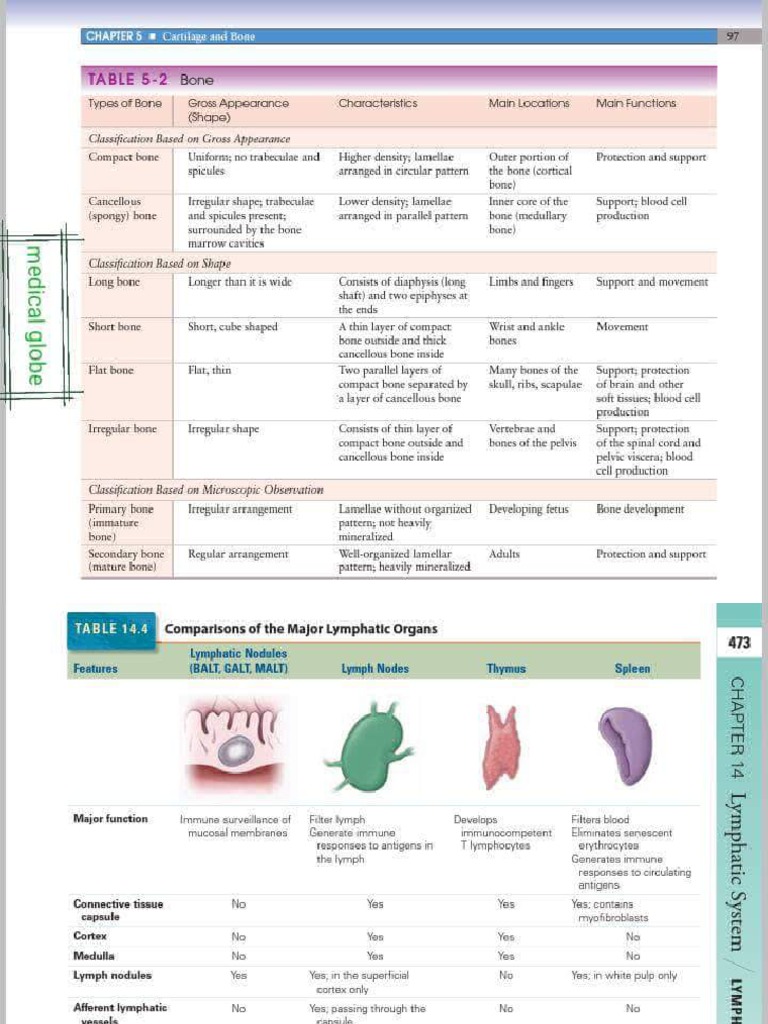 Histology Tables PDF | PDF