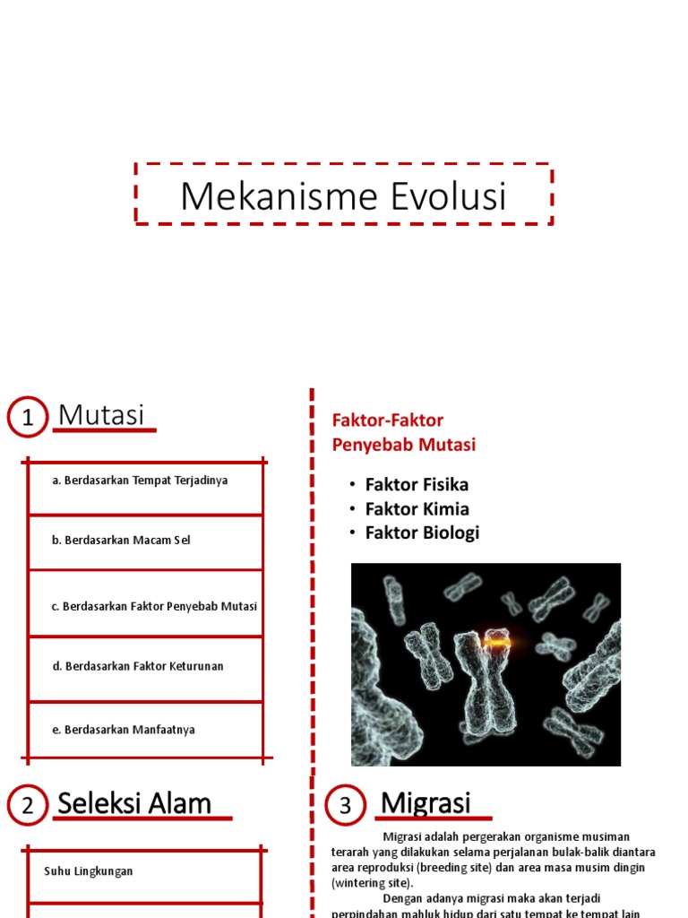 Mekanisme Evolusi | PDF