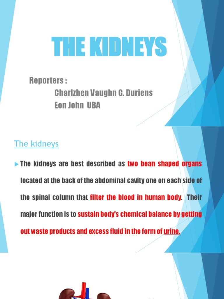 Understanding Kidney Functions and Anatomy | PDF | Human Body | Kidney