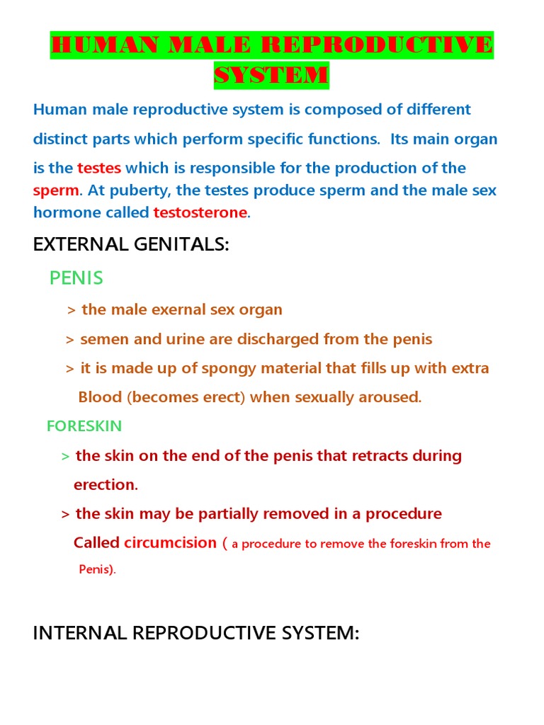 Human Male Reproductive System | PDF