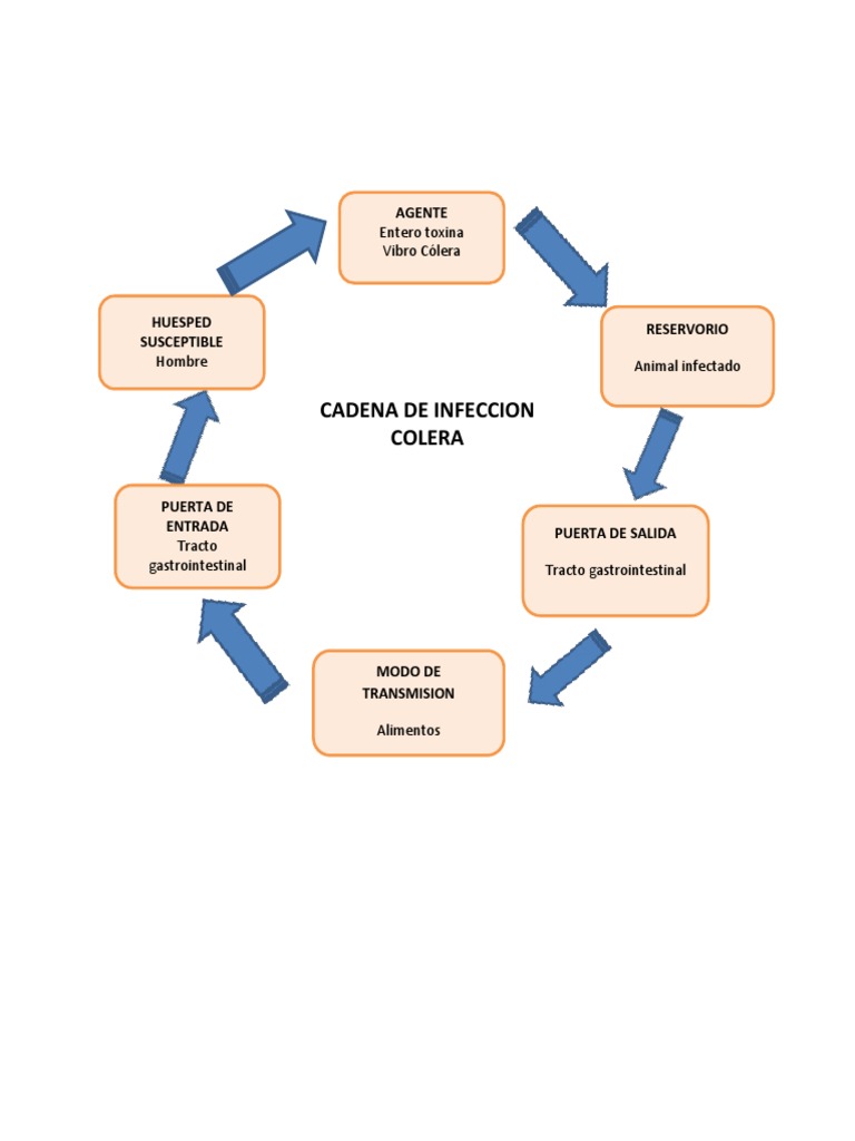 Cadena de Infeccion Enfermedades | PDF | Infección | Virus