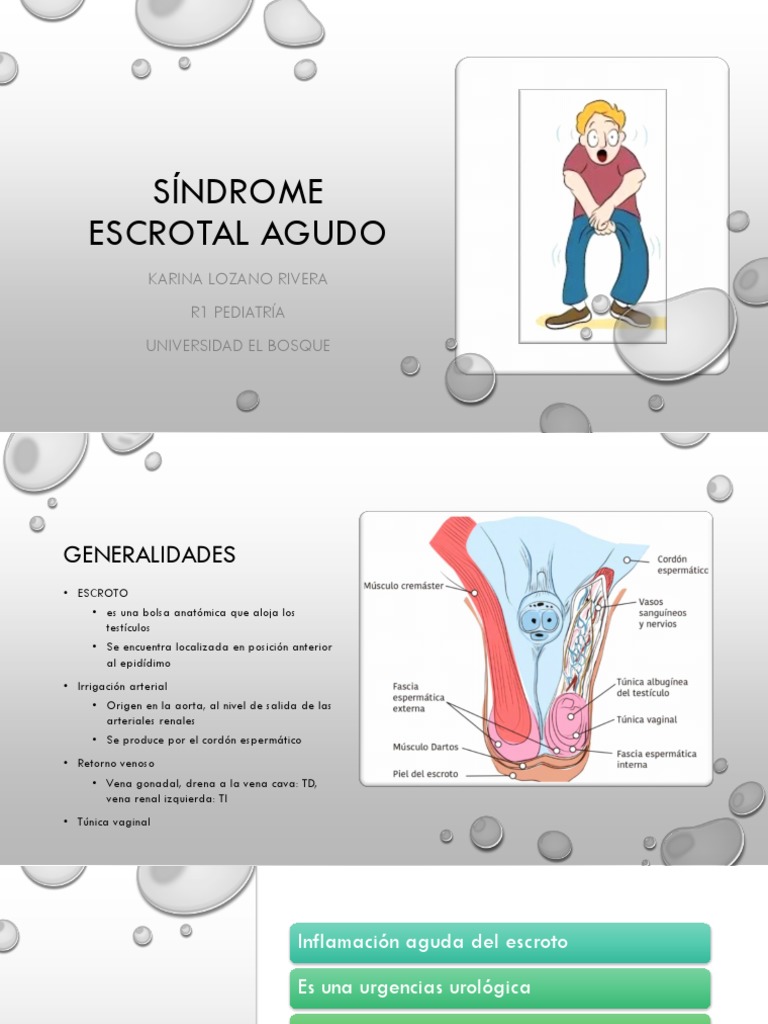 Escroto Agudo Pdf Testículo Especialidades Medicas