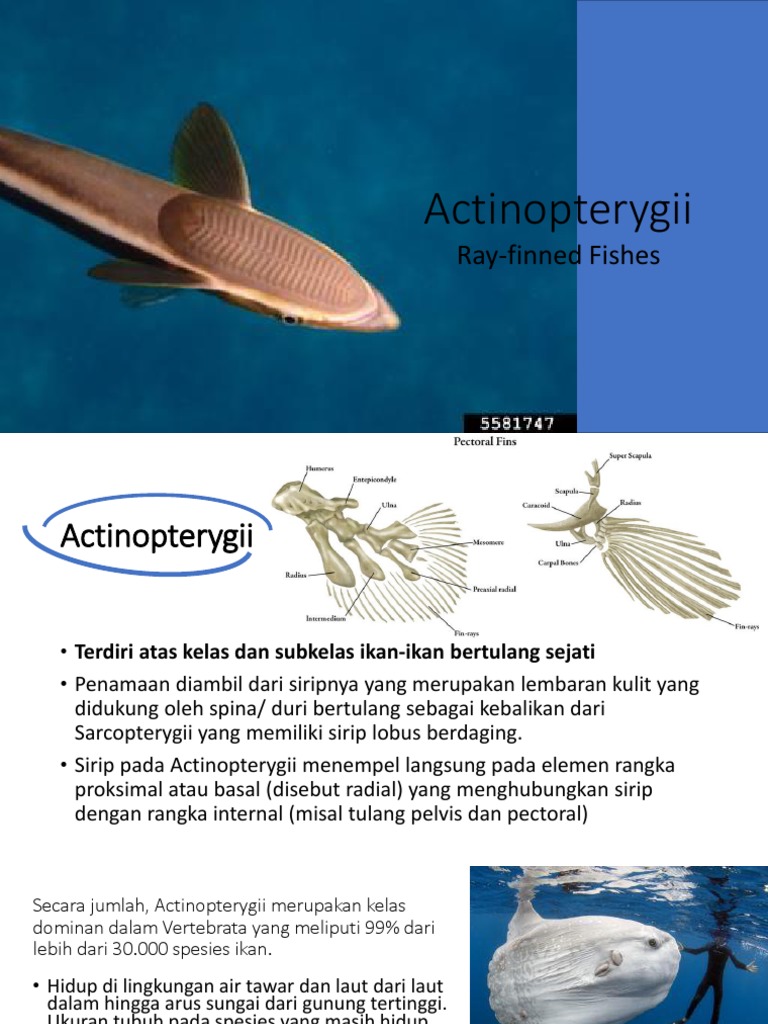 Actinopterygii | PDF