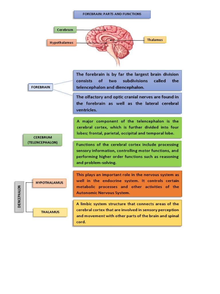 Forebrain Anatomy & Functions | PDF | Science & Mathematics