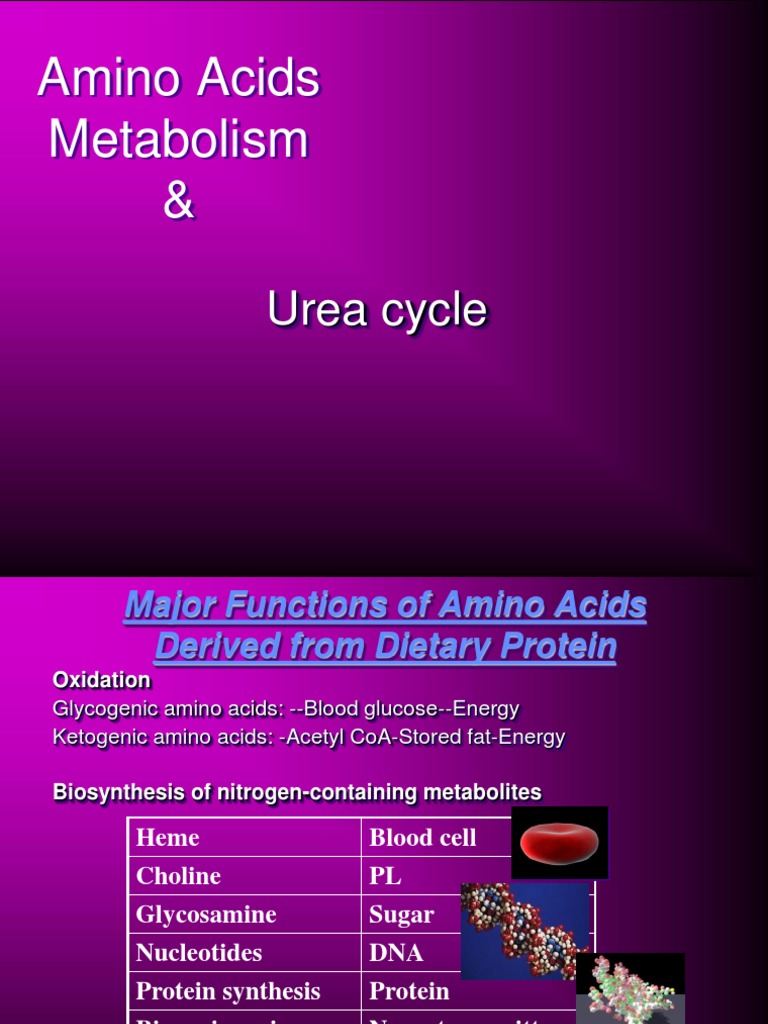 Amino Acids Metabolism &: Urea Cycle | PDF | Citric Acid Cycle | Diet ...