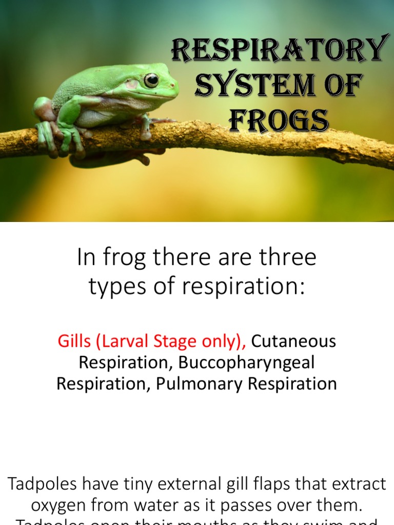 frog-organ-system-pdf-respiratory-system-human-digestive-system