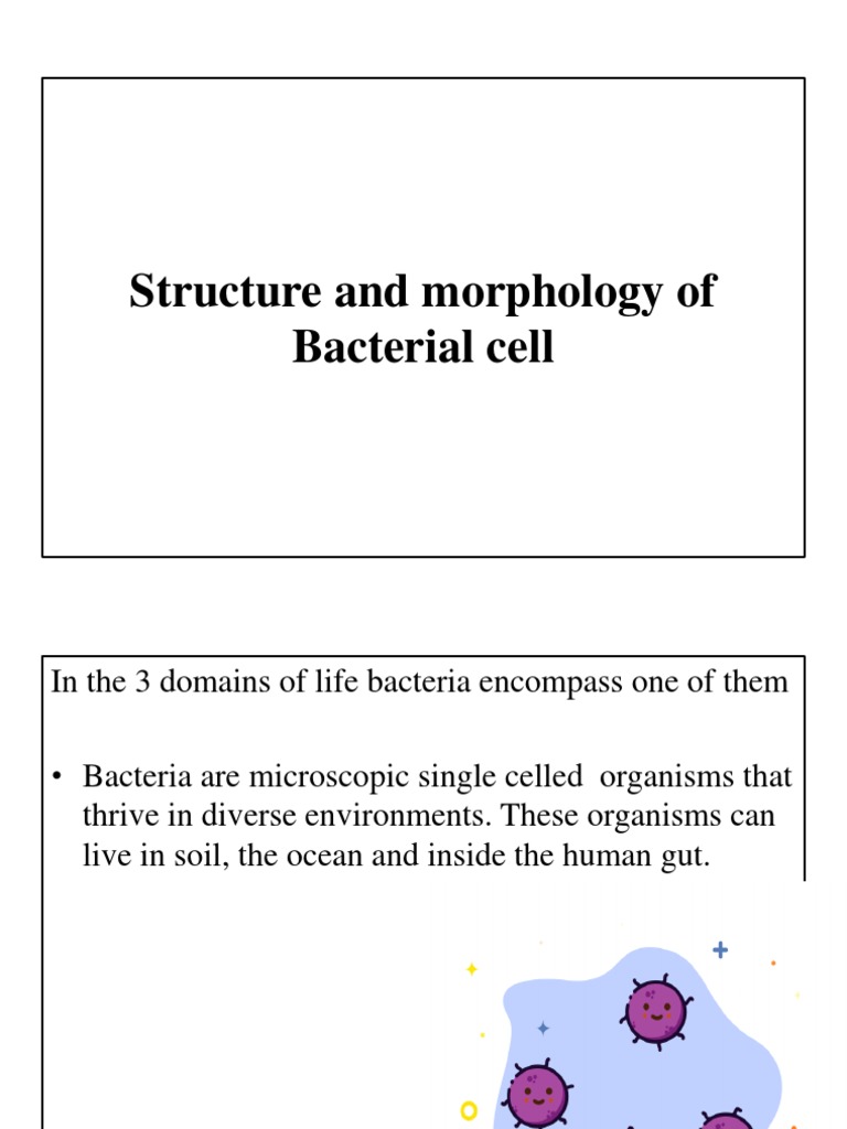 Structure and Morphology of Bacteria | PDF | Bacteria | Cell (Biology)
