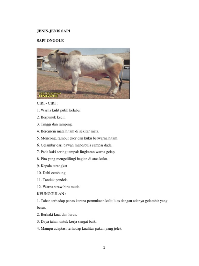 Jenis-Jenis Sapi Sapi Ongole | PDF | Memasak, Makanan, & Anggur