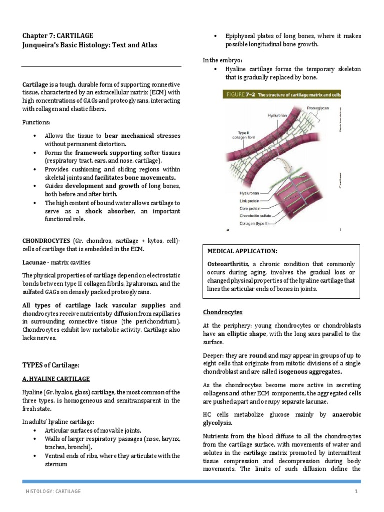 Chapter 7 (Cartilage) | PDF | Cartilage | Extracellular Matrix