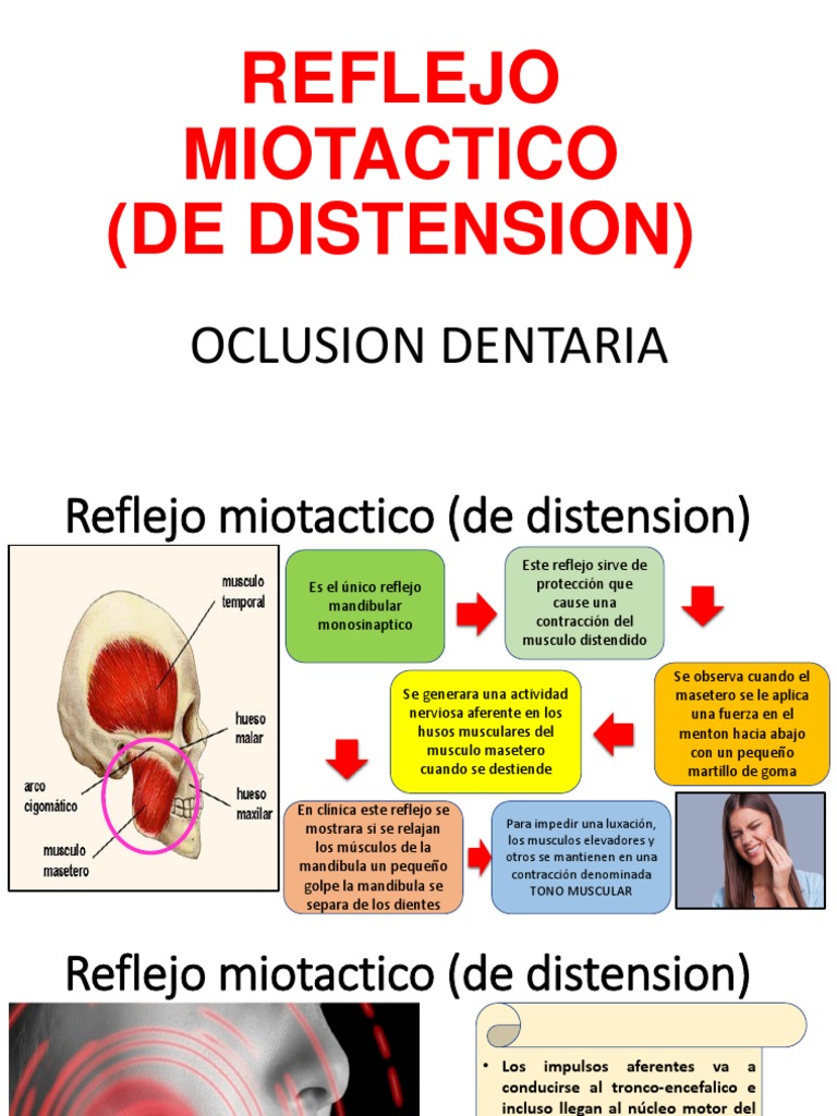 Reflejo Miotactico (De Distension) | PDF | Contracción muscular | Músculo