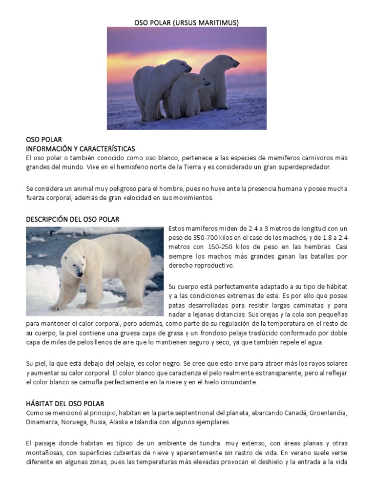 Hoja De Trabajo De Comprensión Del Oso Polar