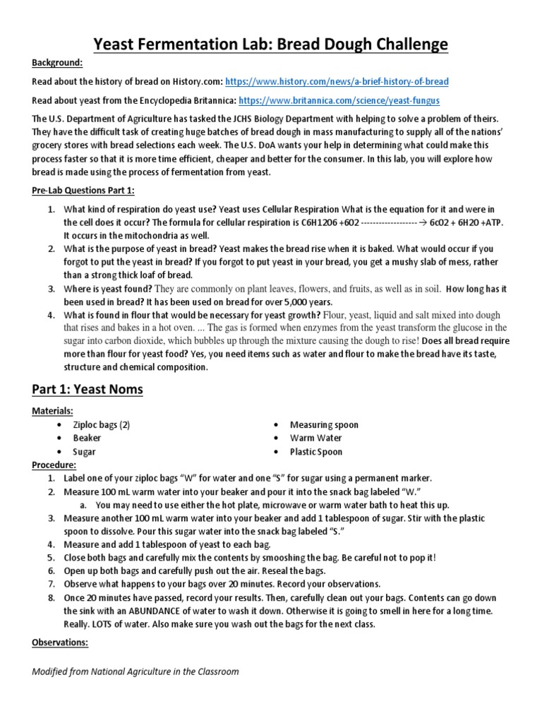 Yeast Fermentation Lab: Bread Experiment | PDF | Breads | Yeast