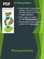 AP Bio-013 Photosynthesis Respiration Worksheet-WL | PDF | Cellular Respiration | Adenosine ...