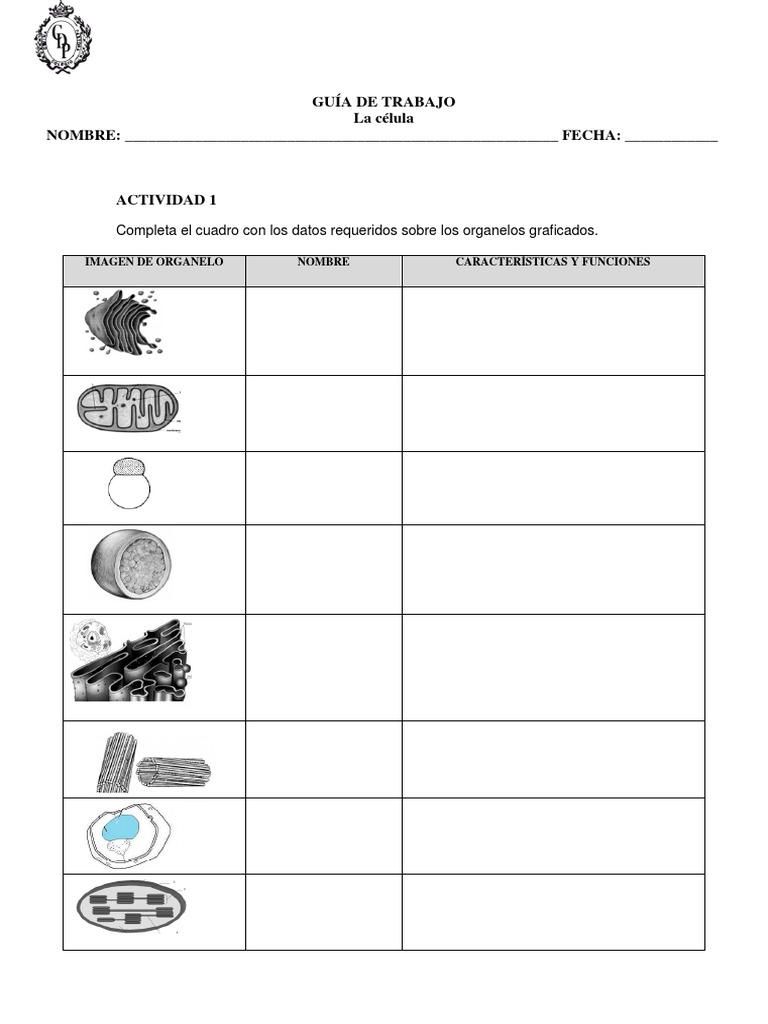 Hoja De Trabajo Con Claves Sobre Los Organelos Celulares