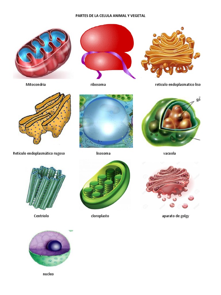Las principales partes de la célula animal y vegetal y sus funciones ...