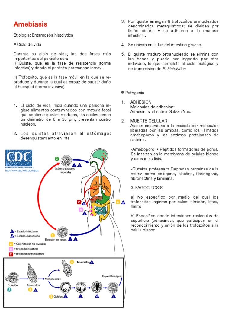 Amebiasis | PDF | Especialidades Medicas | Medicina